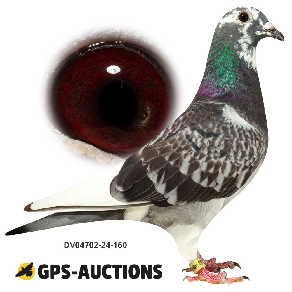 GSP-Gstaad Sport Pigeons Part 1 - GPS-Auctions