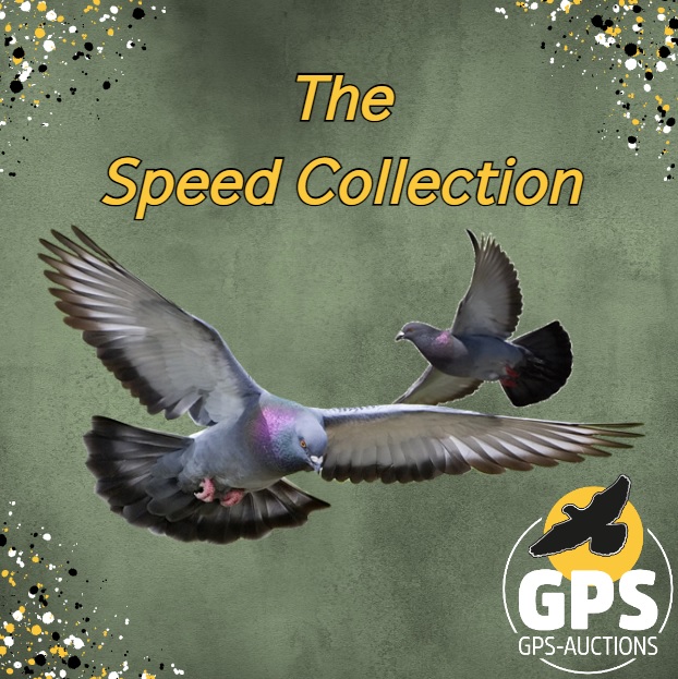 Speed Collection - GPS-Auctions