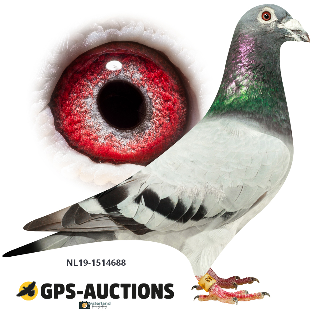 Dutch Superstars - GPS-Auctions