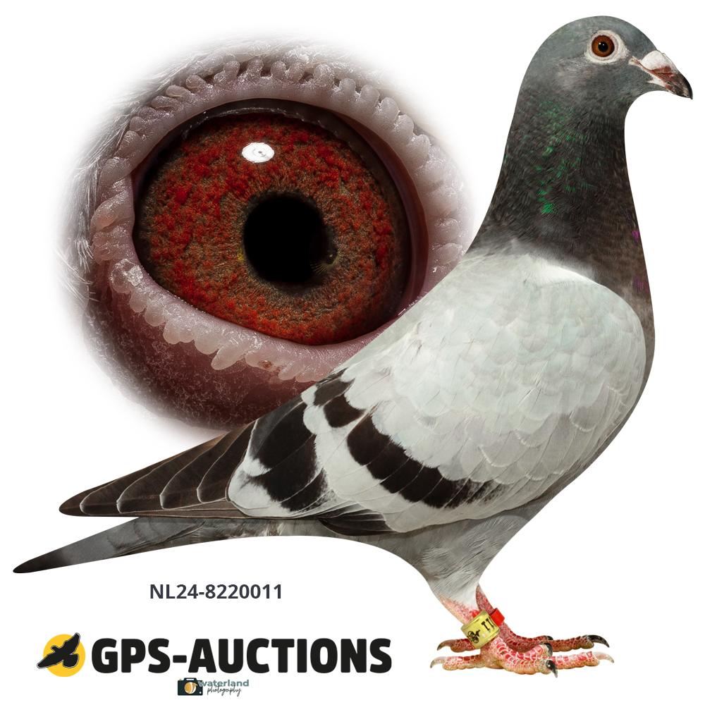 Re-Auction: Dutch Pigeons - GPS-Auctions
