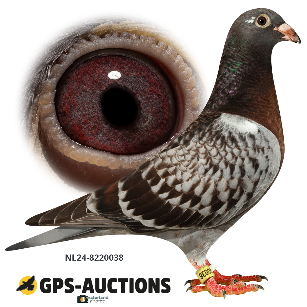 Re-Auction: Dutch Pigeons - GPS-Auctions