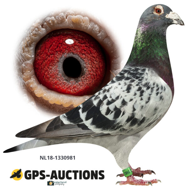 九月组合—— GPS-Auctions