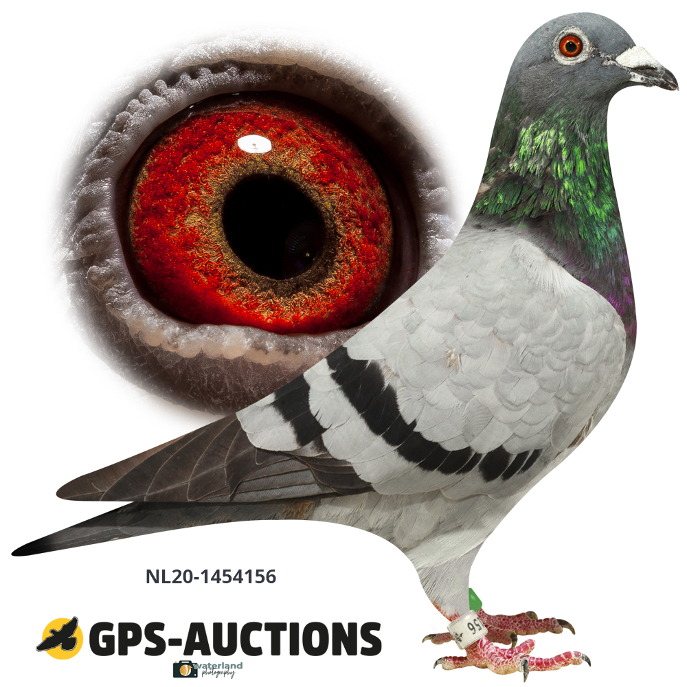 Peter vd Merwe Collection. - GPS-Auctions