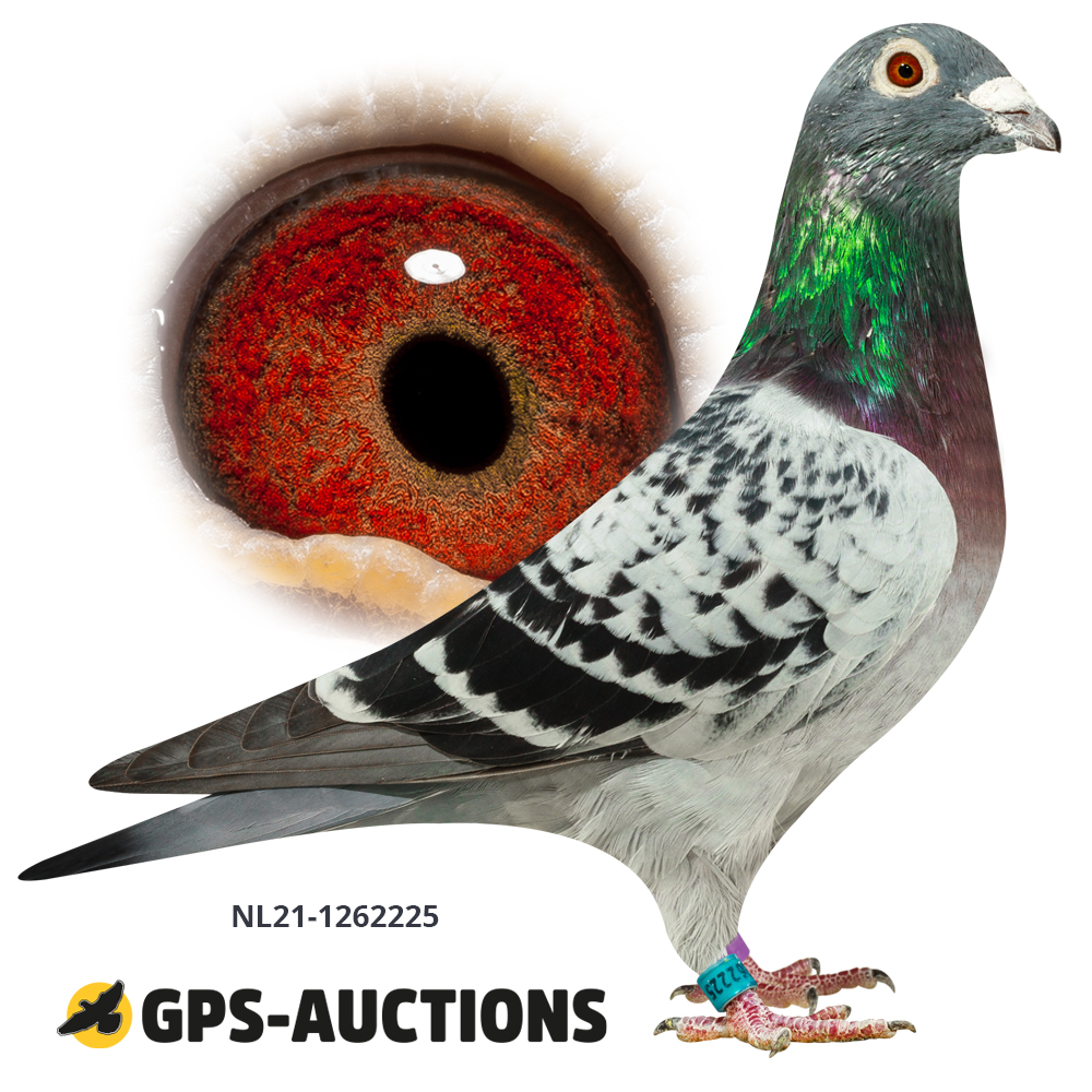 4 Golden Pigeons !!! - GPS-Auctions