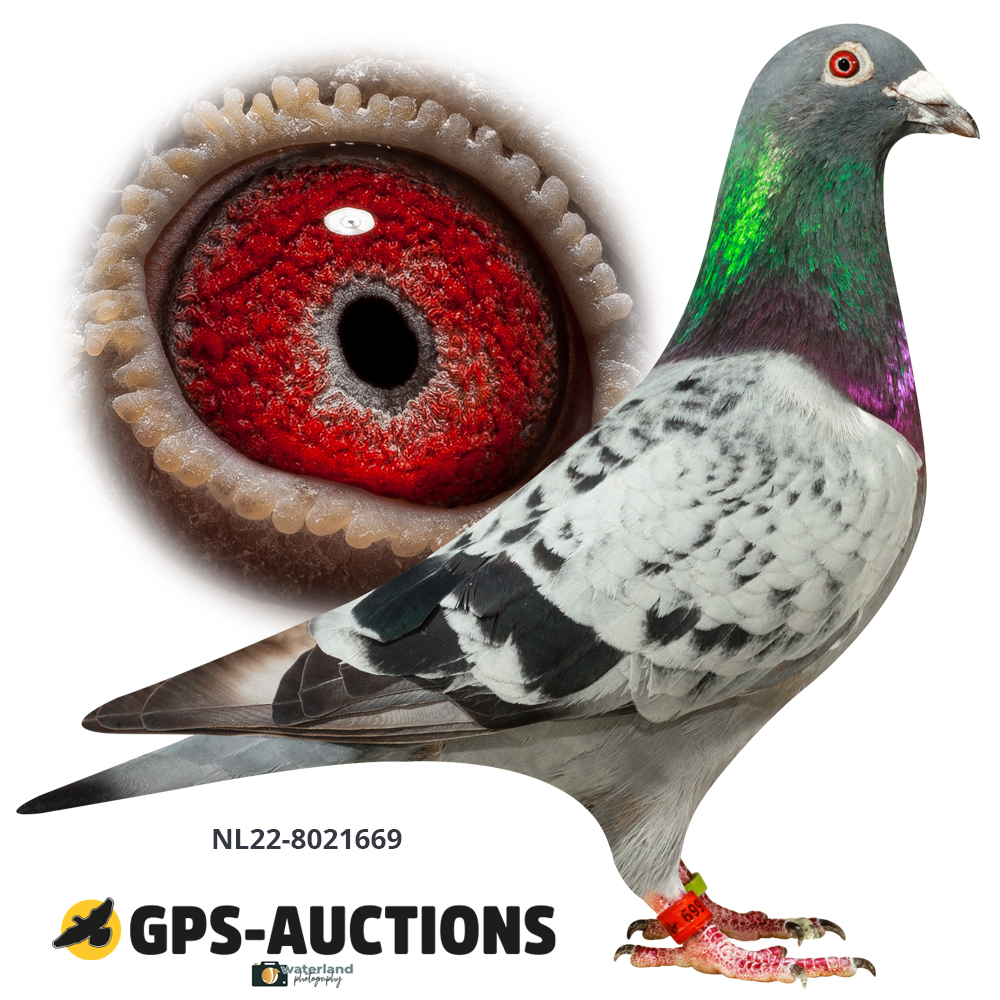 Comb. R. & S. Fokkinga, Frans van Nistelrooy. - GPS-Auctions