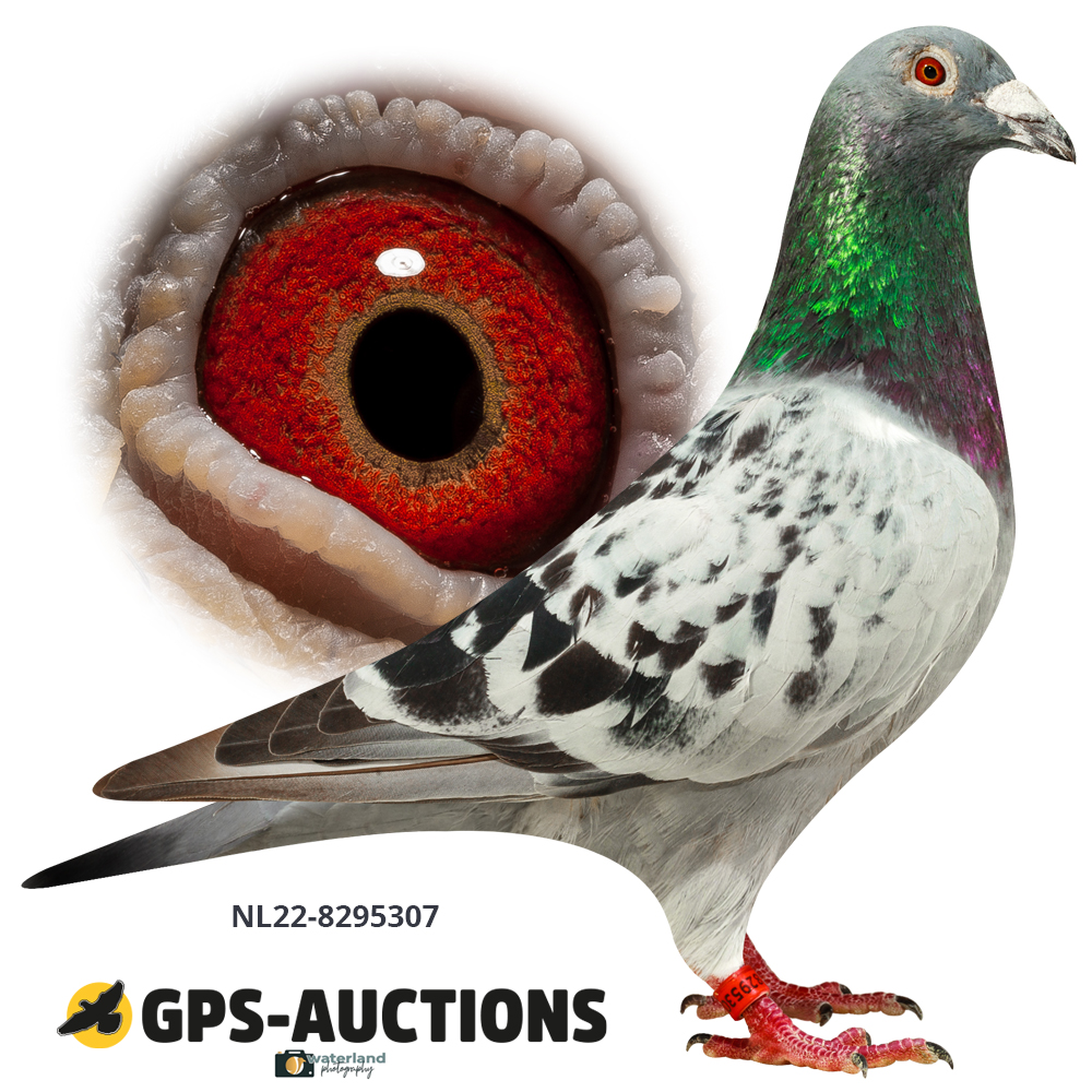 Belgium Speed Pigeons Part 2. - GPS-Auctions