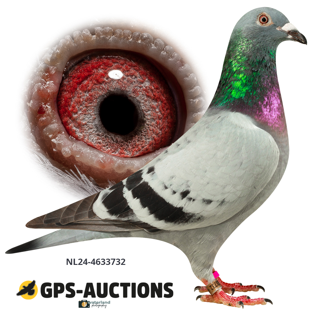Belgium Speed Pigeons Part 2. - GPS-Auctions