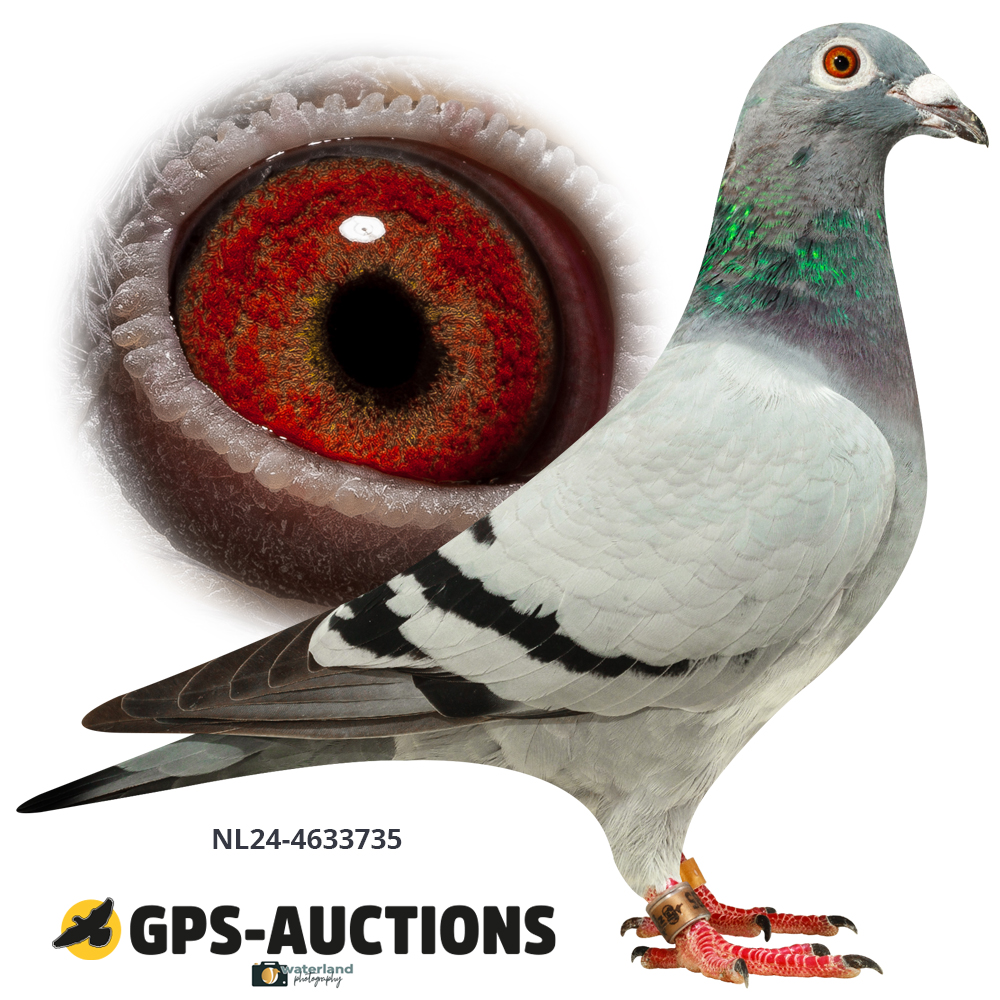 Belgium Speed Pigeons Part 2. - GPS-Auctions
