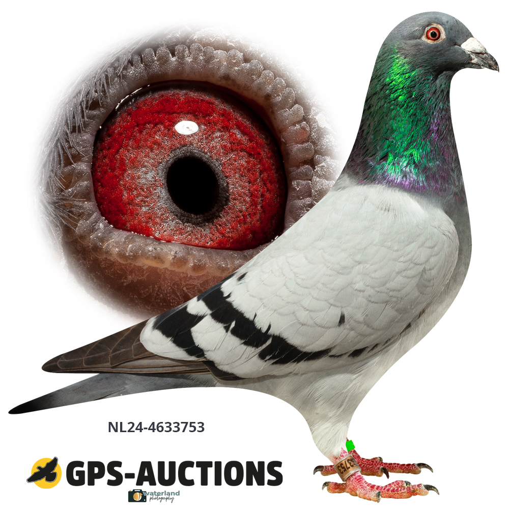 Belgium Speed Pigeons Part 2. - GPS-Auctions