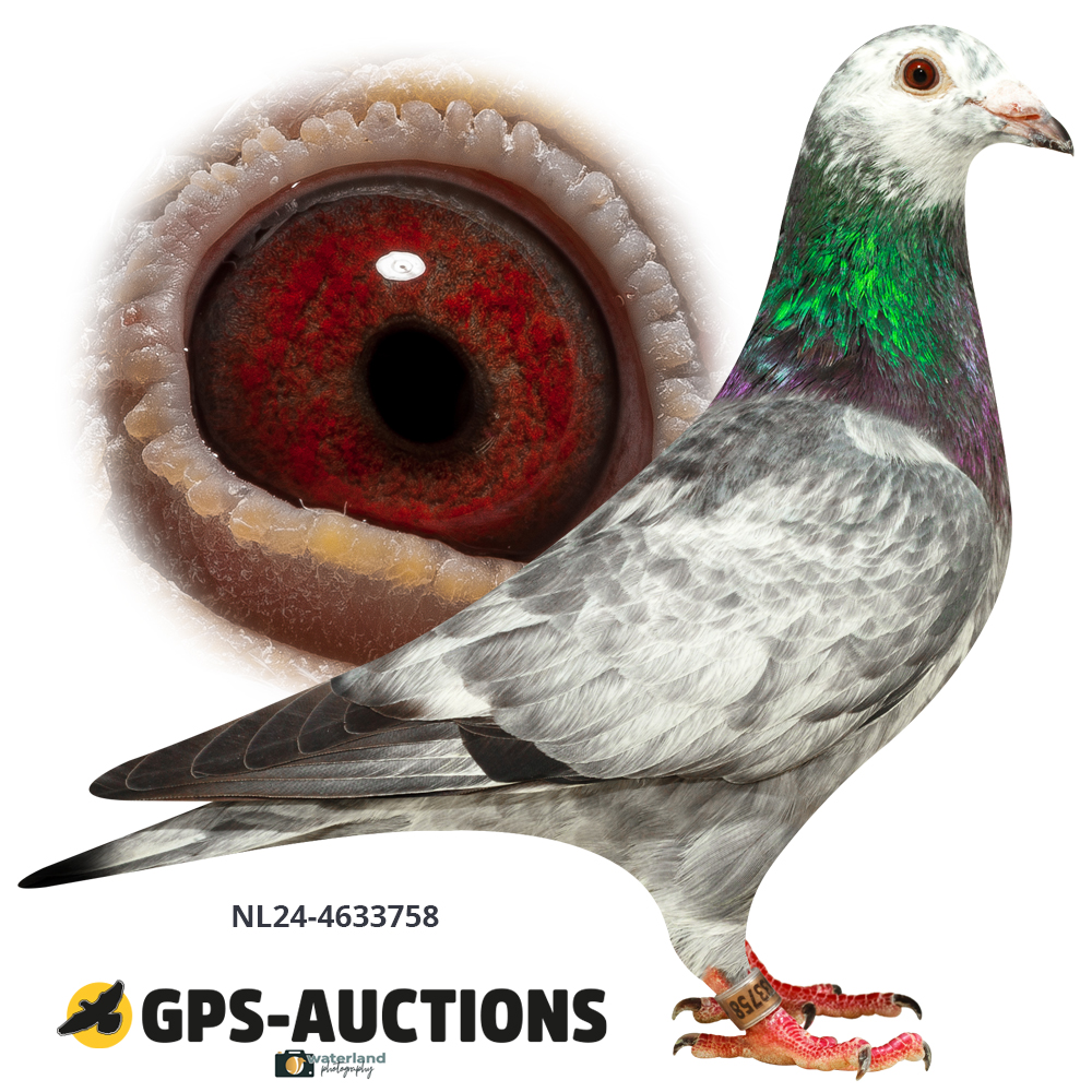 Belgium Speed Pigeons Part 2. - GPS-Auctions