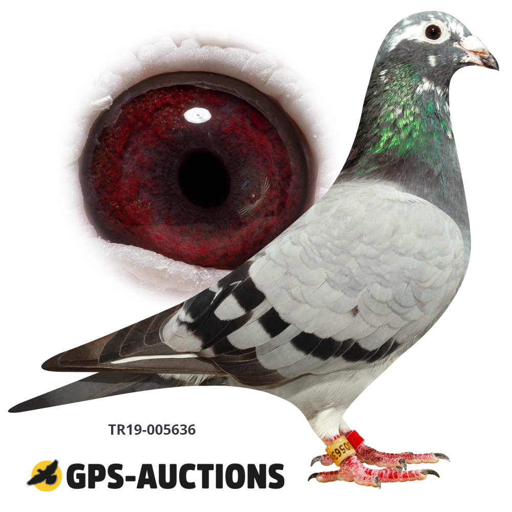 Auctions - Page 443 of 443 - GPS-Auctions