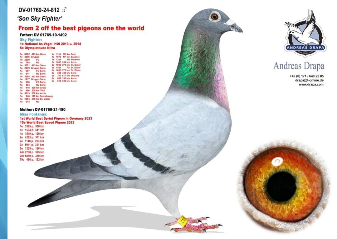 A. u. W. Drapa Part 1. - GPS-Auctions