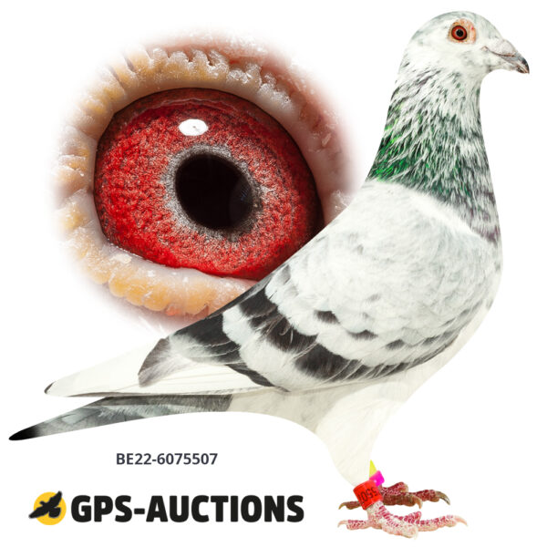 Rene Vervoort Collection - GPS-Auctions