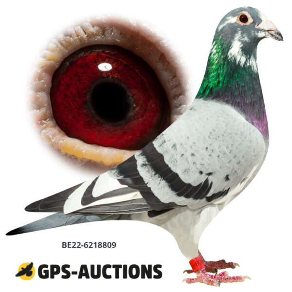 Rene Vervoort Collection - GPS-Auctions