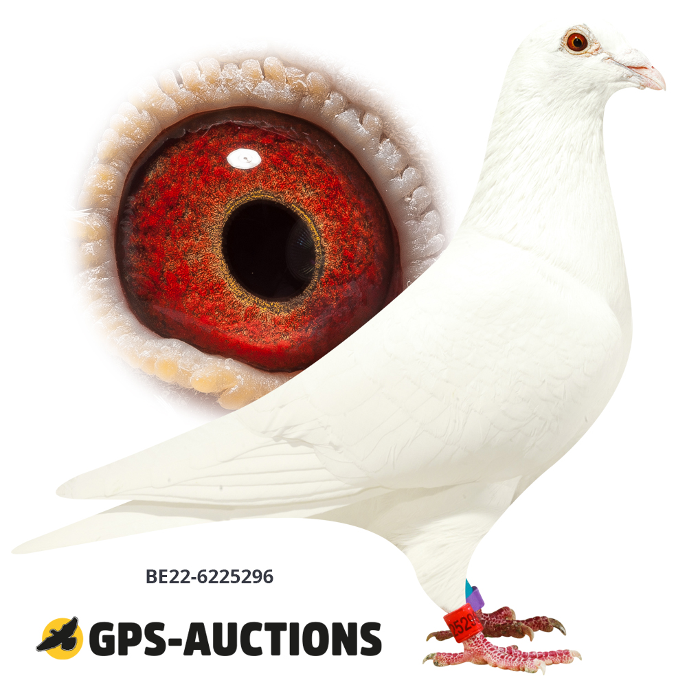 The Rene Vervoort Special - GPS-Auctions