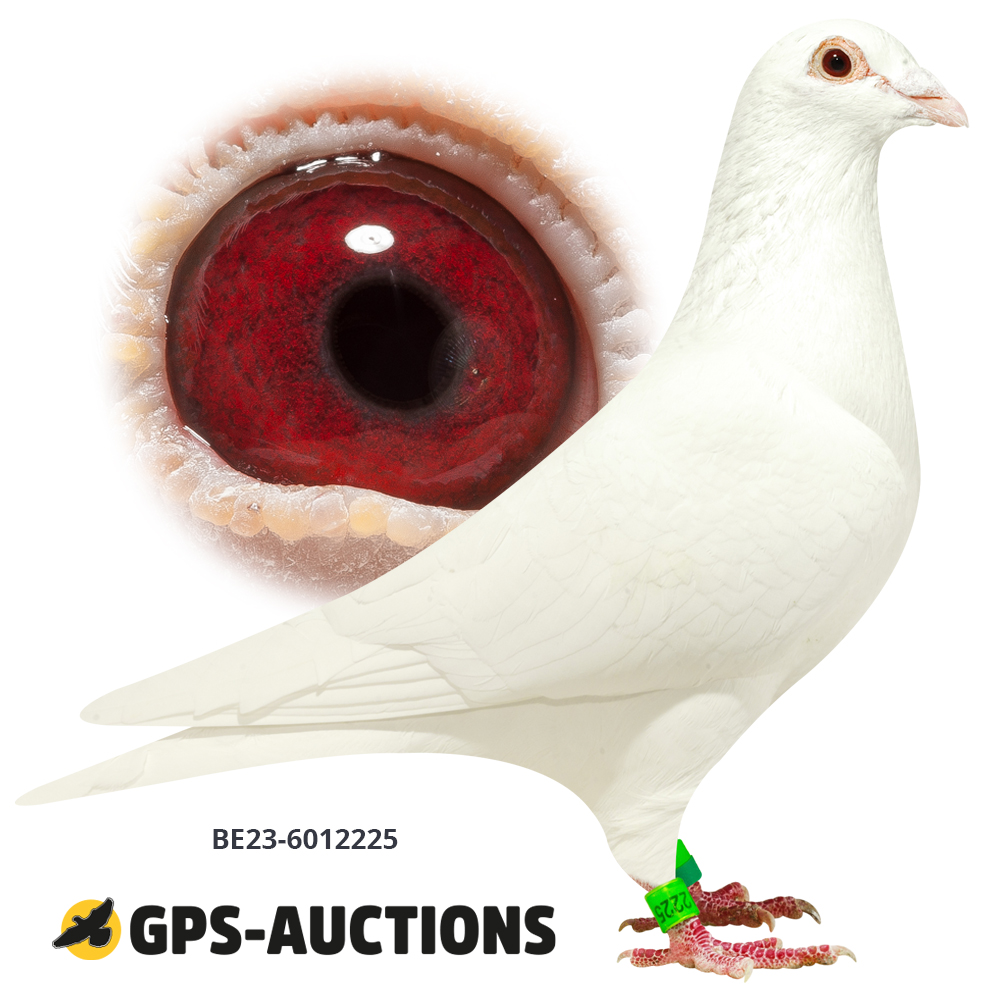 Rene Vervoort Collection - GPS-Auctions
