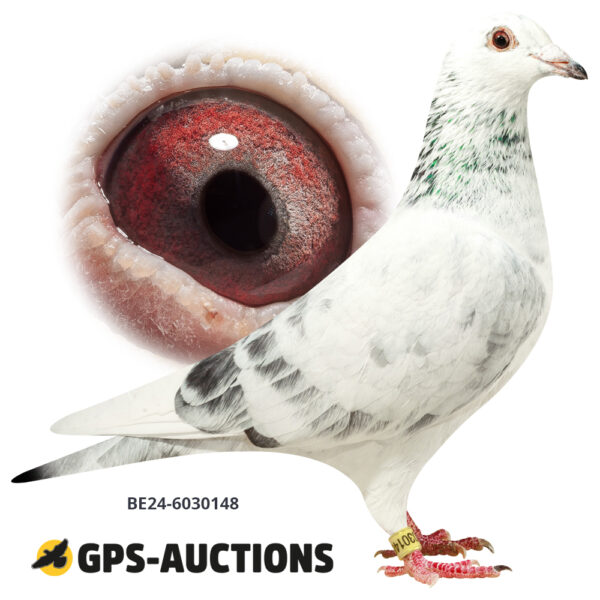Rene Vervoort Collection - GPS-Auctions