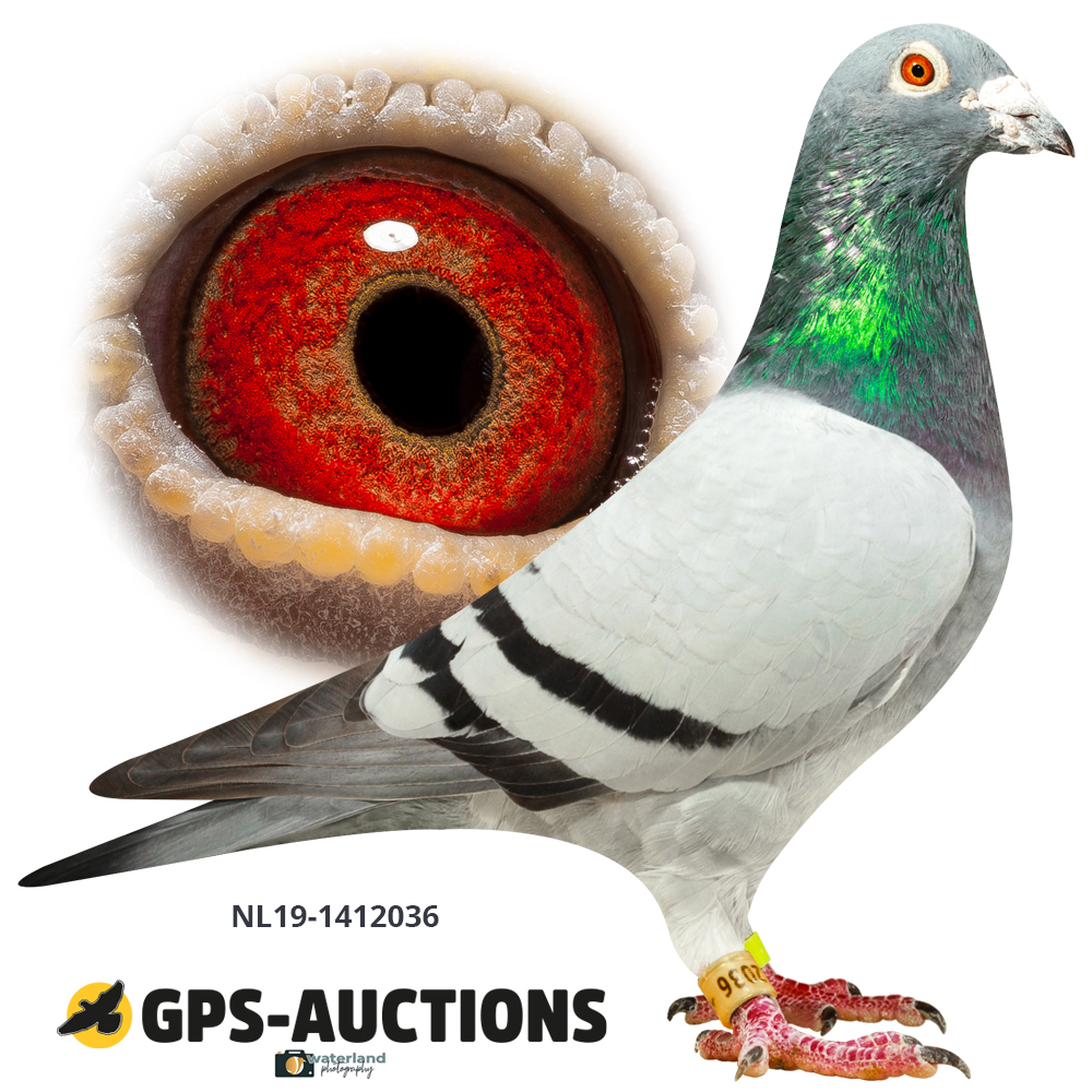 The Eijerkamp Collection - GPS-Auctions