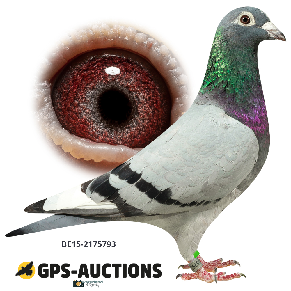The Collector Auctions - GPS-Auctions