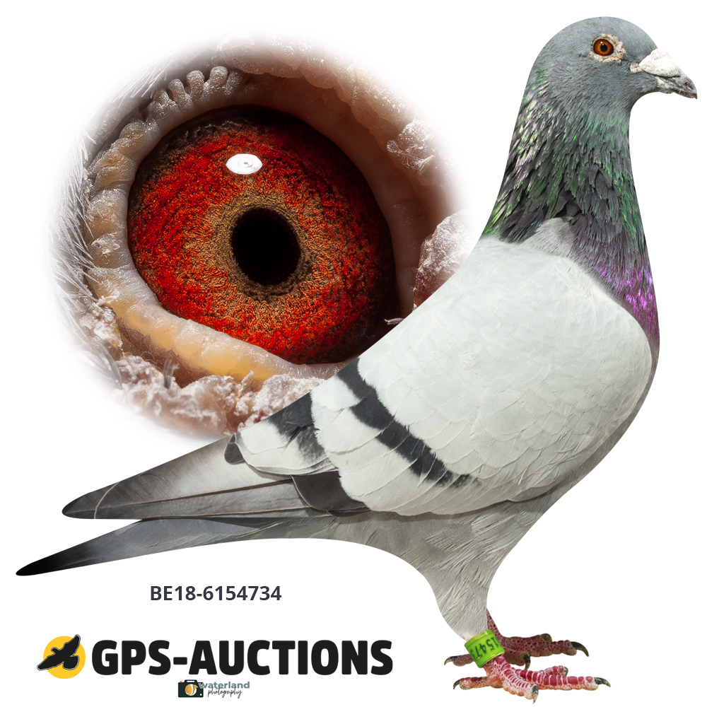 Gebr. van den Brande Special! - GPS-Auctions