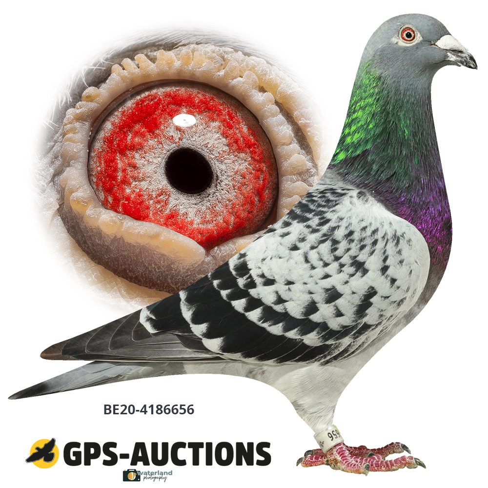 The Golden Belgium Diamonds - GPS-Auctions