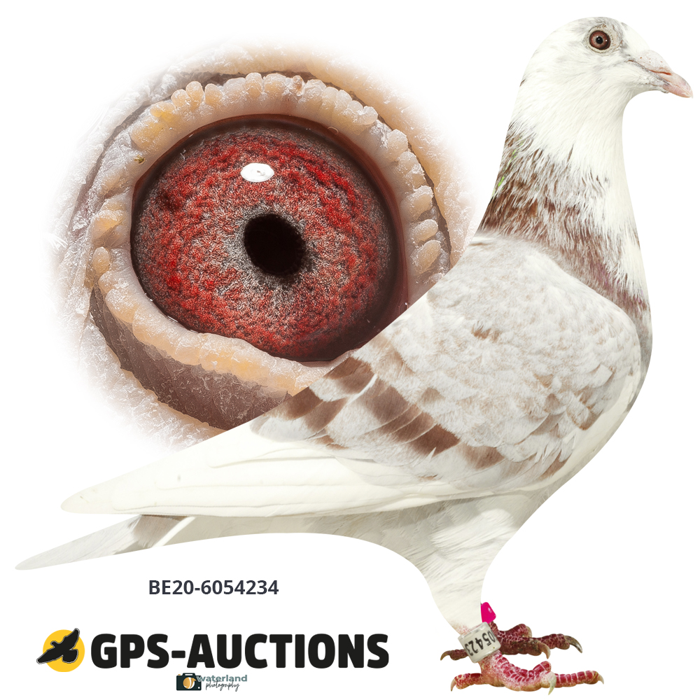 Gebr. van den Brande Special! - GPS-Auctions
