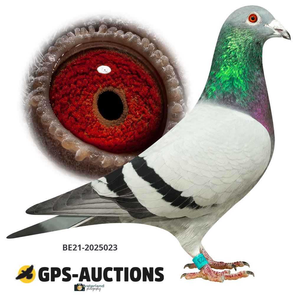 Koen van Roy Part 1 - GPS-Auctions