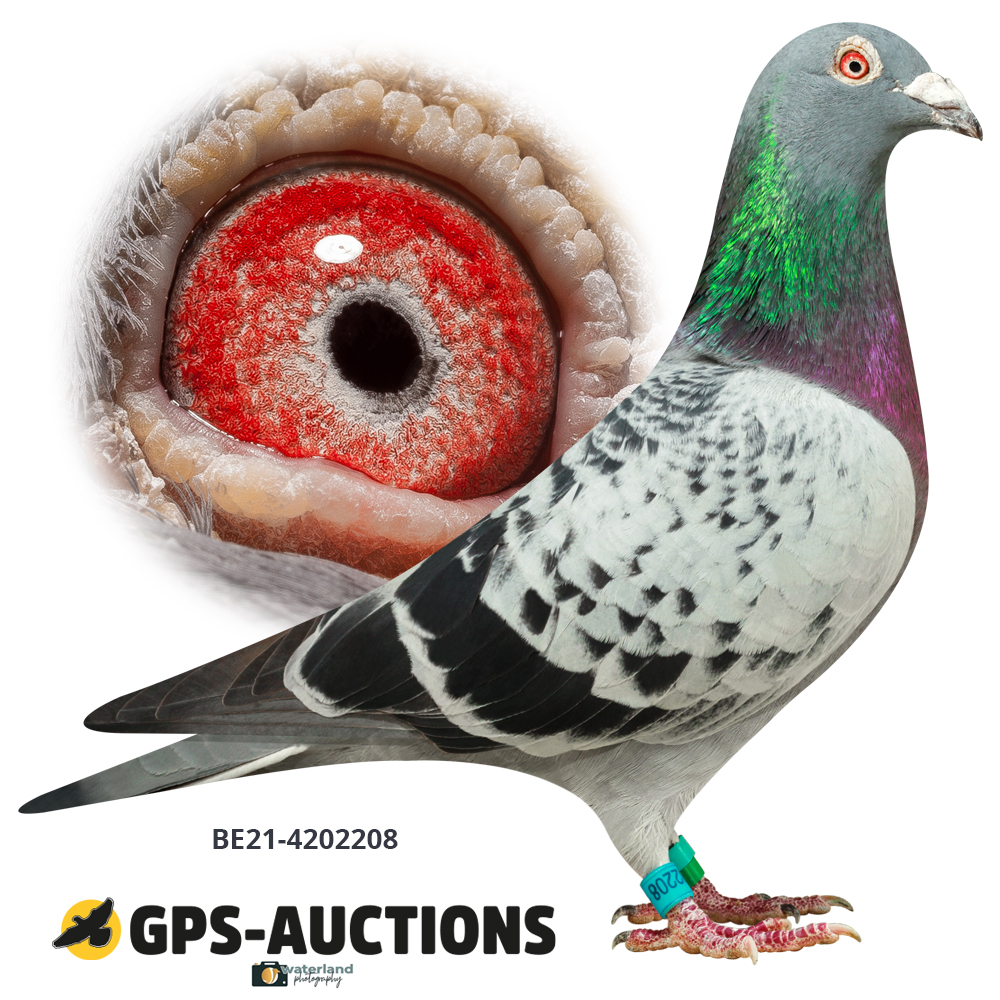 PIPA Breeding Center (Total Auction: Türi Norbert) - GPS-Auctions