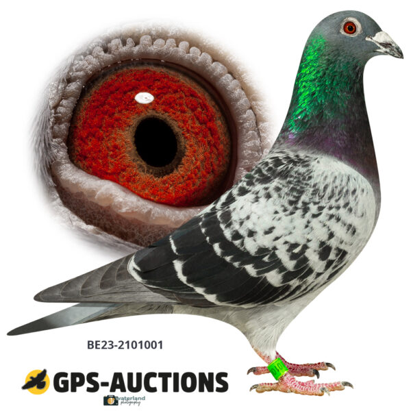 Koen van Roy Part 1 - GPS-Auctions
