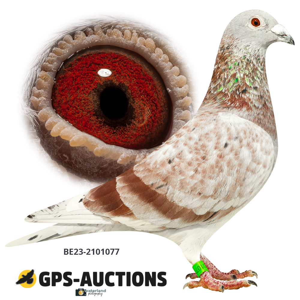 Koen van Roy Part 1 - GPS-Auctions