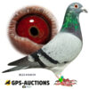 PIPA Breeding Center (Total Auction: Türi Norbert) - GPS-Auctions