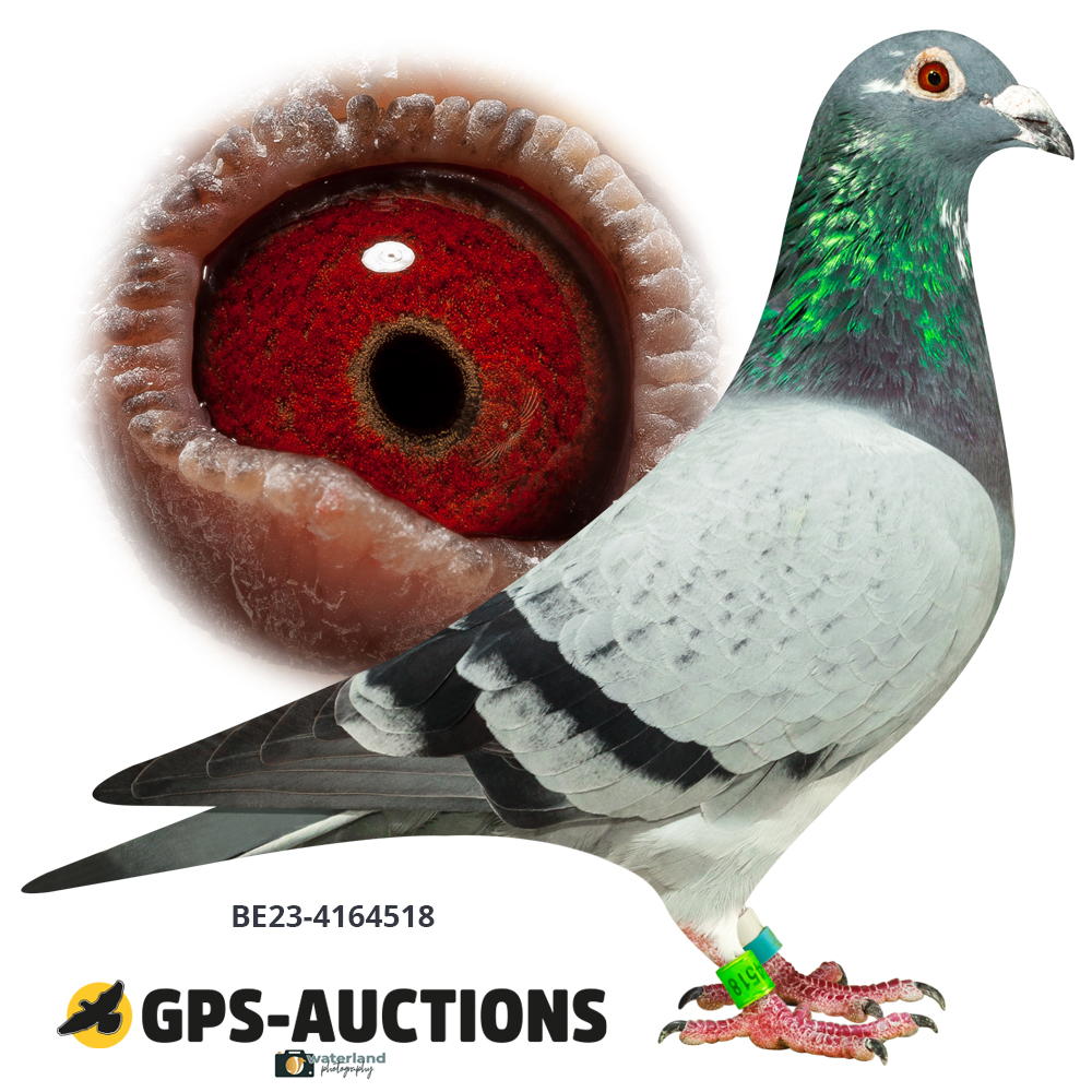 PIPA Breeding Center (Total Auction: Türi Norbert) - GPS-Auctions