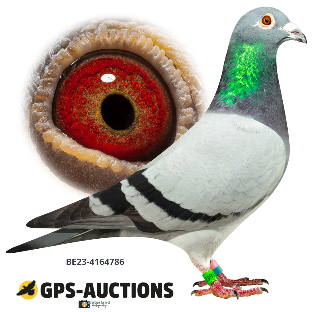 PIPA Breeding Center (Total Auction: Türi Norbert) - GPS-Auctions
