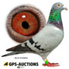 PIPA Breeding Center (Total Auction: Türi Norbert) - GPS-Auctions