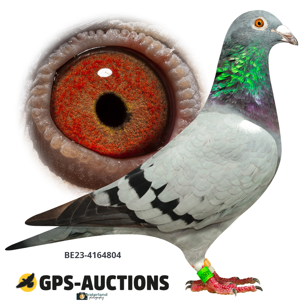 PIPA Breeding Center (Total Auction: Türi Norbert) - GPS-Auctions