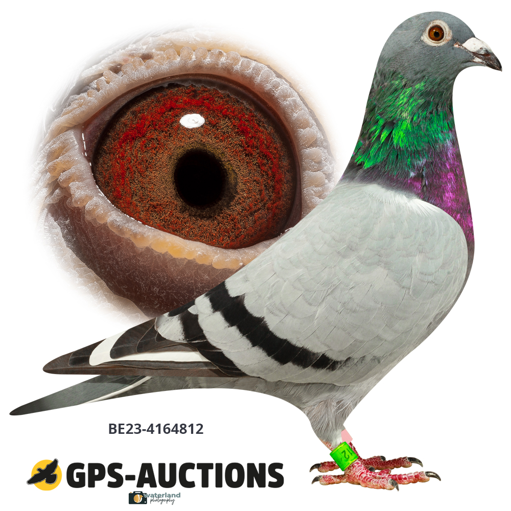 PIPA Breeding Center (Total Auction: Türi Norbert) - GPS-Auctions