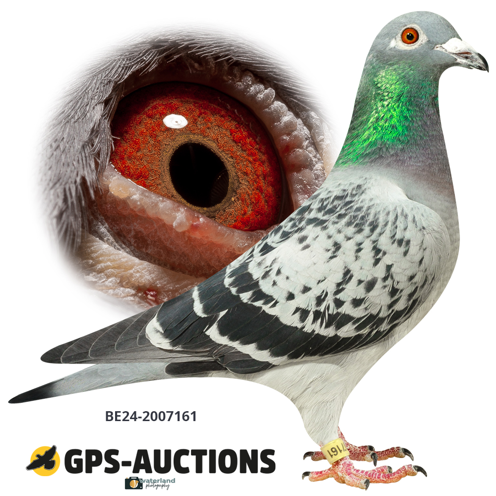Koen van Roy Part 1 - GPS-Auctions