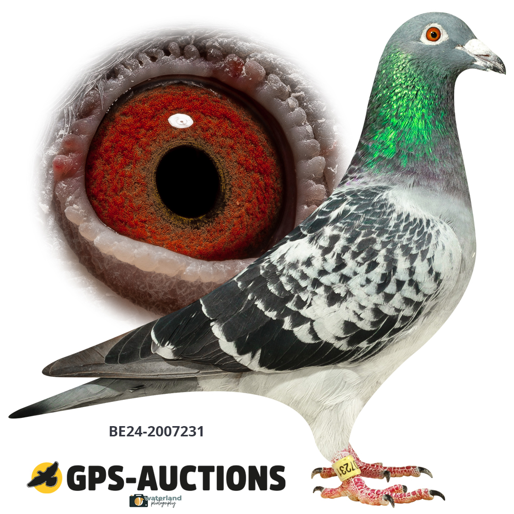 Koen van Roy Part 1 - GPS-Auctions