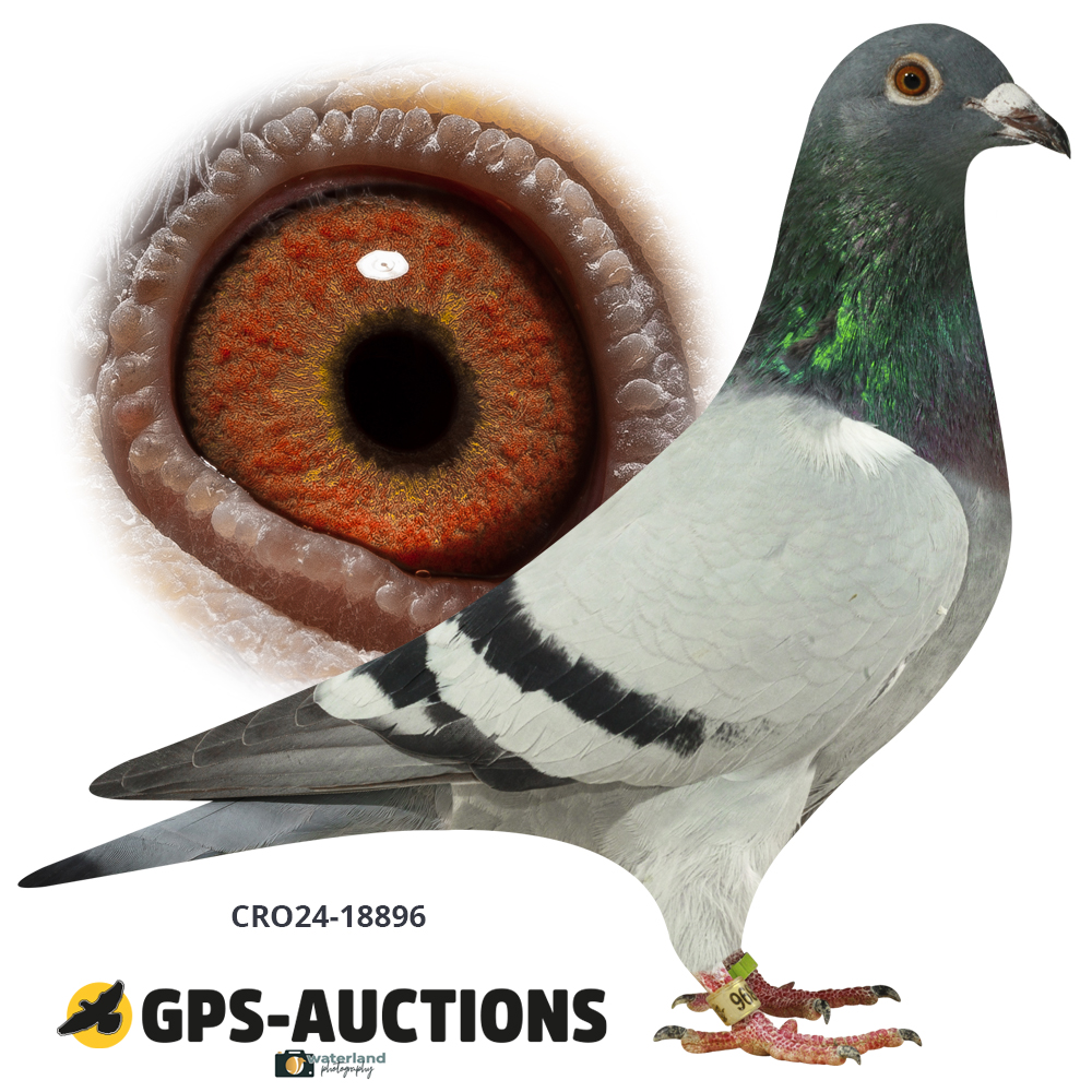 Goran Gusak Part 1 ("Good Gray"). - GPS-Auctions