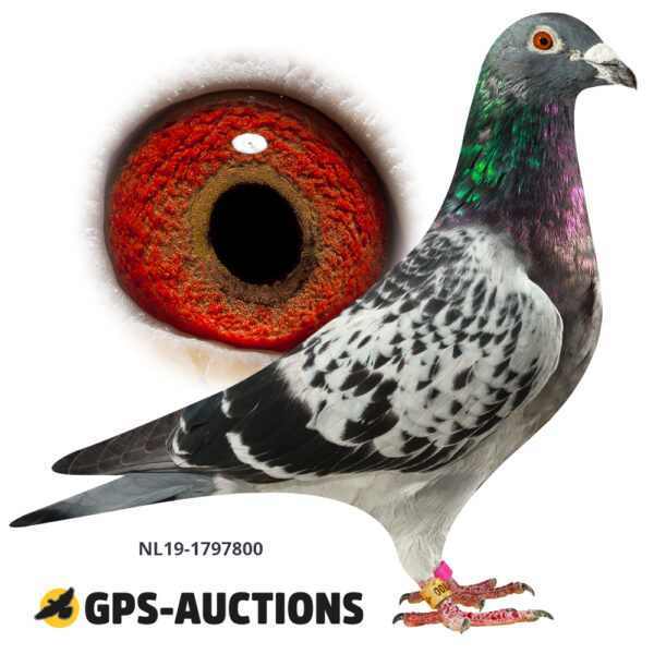 The Gebr. Leideman Collection !!! - GPS-Auctions