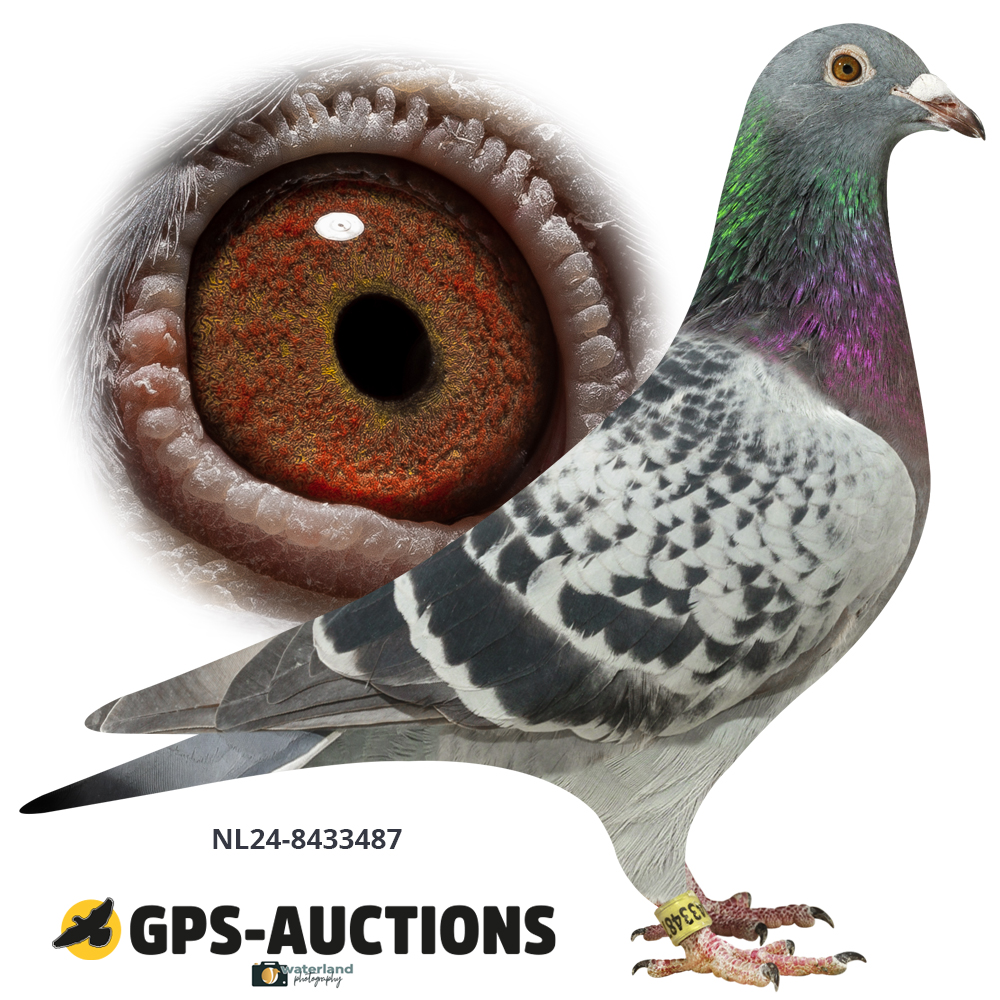 The Dutch & Belgium Mix. - GPS-Auctions