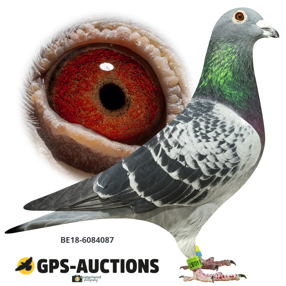 La collection Dirk van Dijck - GPS-Auctions