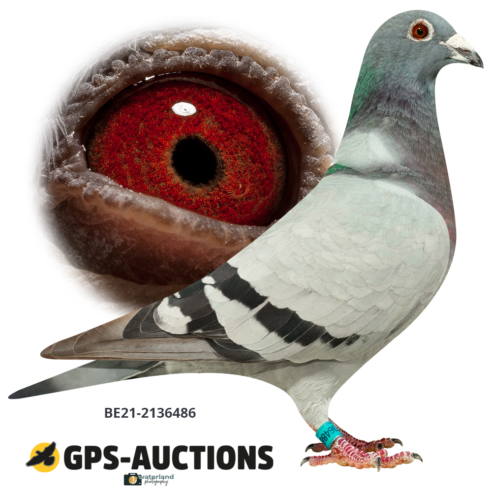Koen van Roy Part 2 - GPS-Auctions