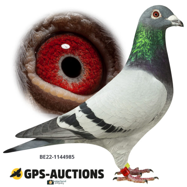 The Speed Pigeons - GPS-Auctions