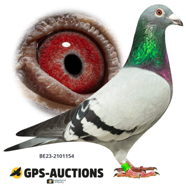Koen van Roy Part 2 - GPS-Auctions