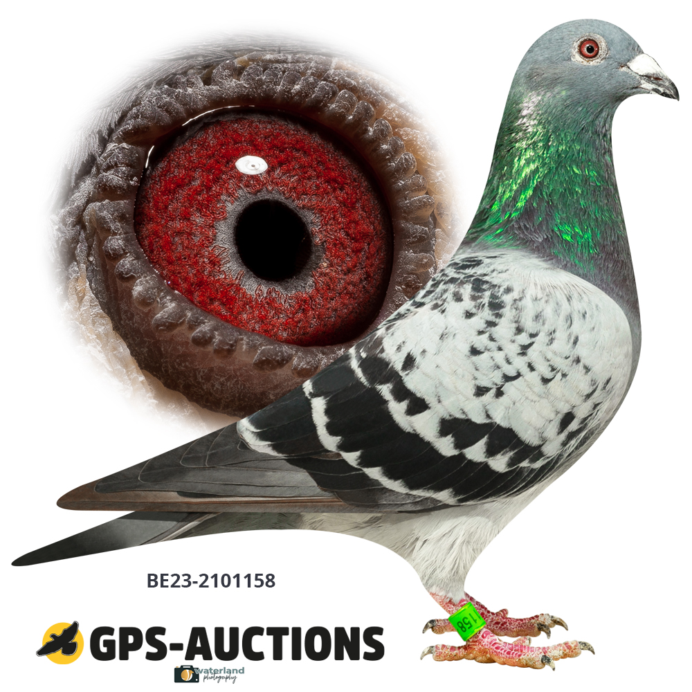 Koen van Roy Part 2 - GPS-Auctions