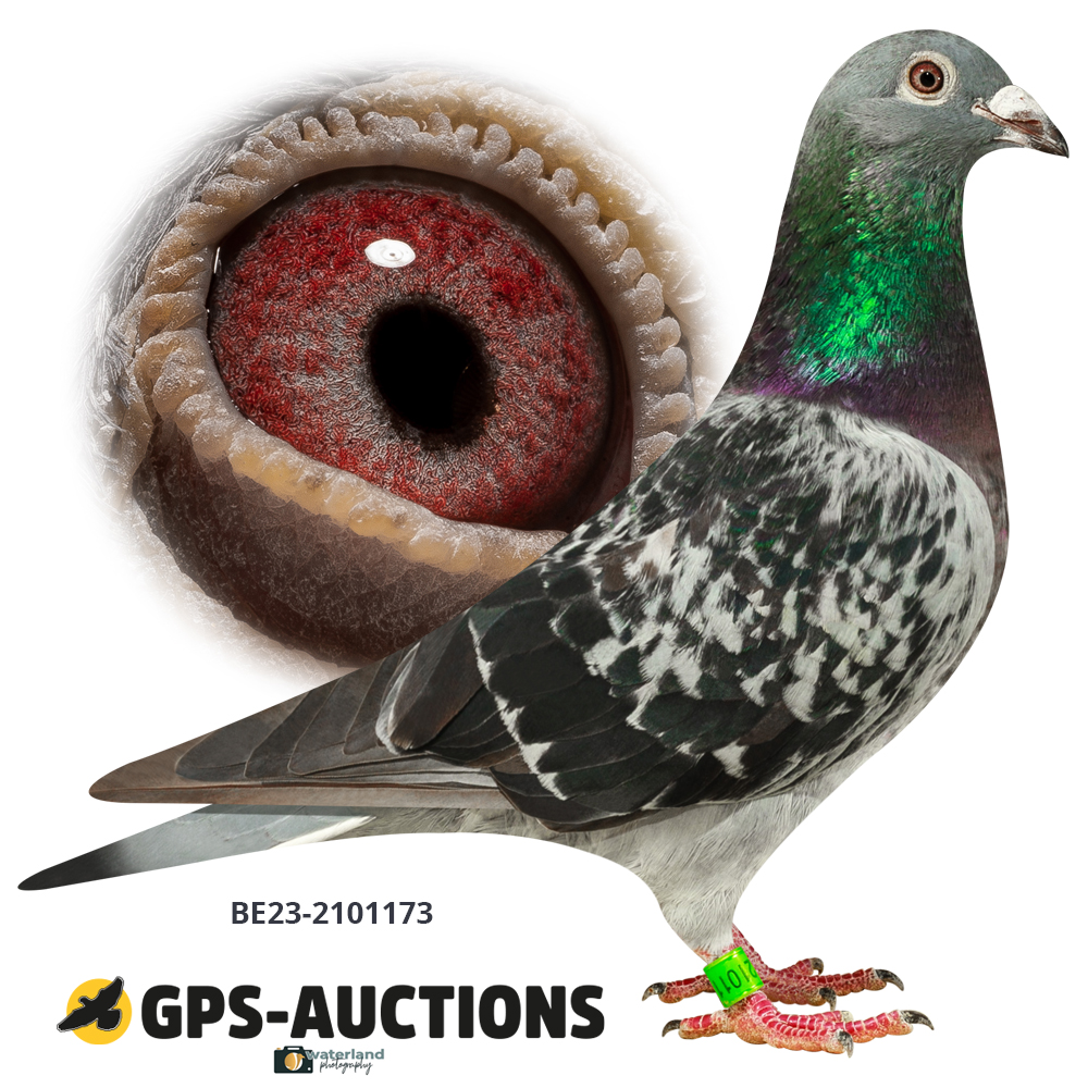 Koen van Roy Part 2 - GPS-Auctions