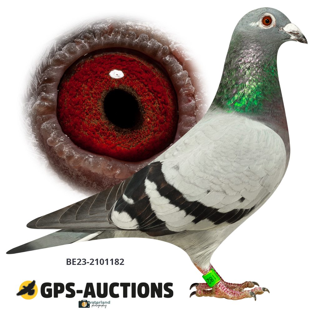 Koen van Roy Part 2 - GPS-Auctions