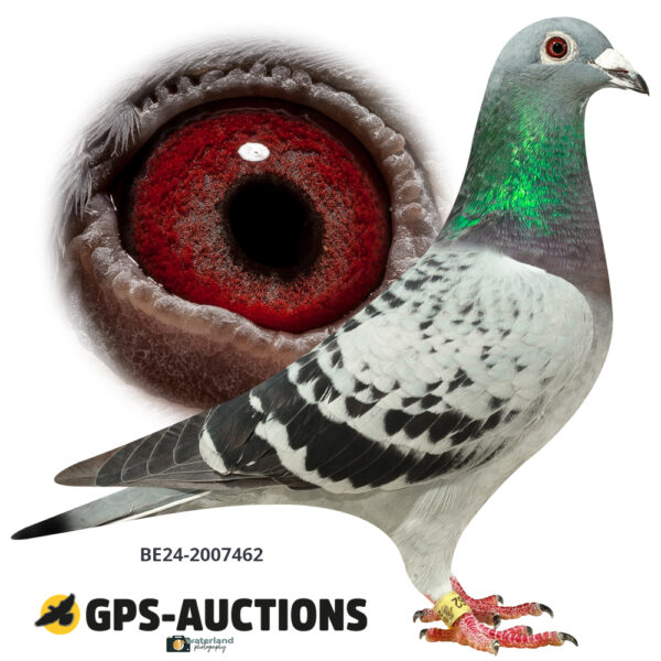 Koen van Roy Part 2 - GPS-Auctions