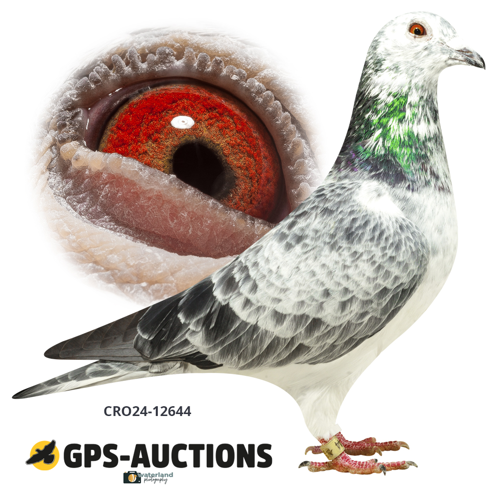 Goran Gusak Part 2 - GPS-Auctions